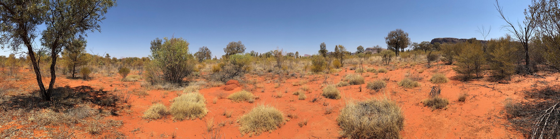 Microclimate Models - NicheMapR